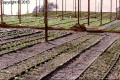 Closed hydroponic systems