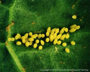 Whiteflies in greenhouses