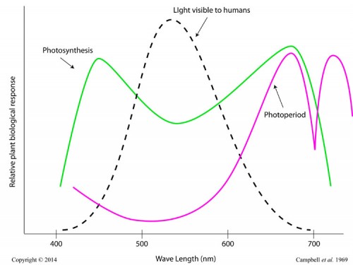 The effect of light and temperature in plant growth (Advanced reading)
