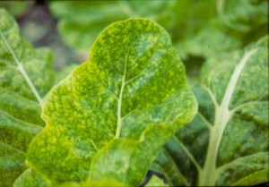 How to grow spinach hydroponically